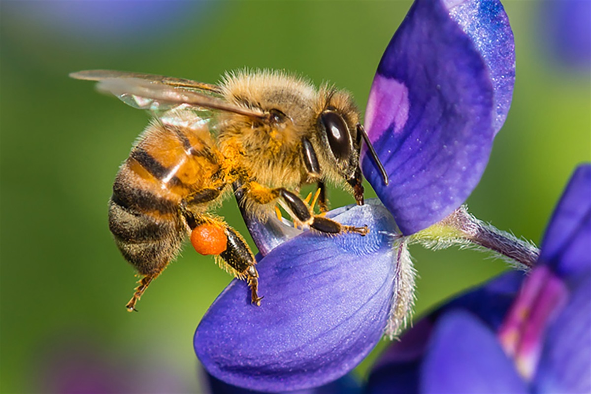 Bees | City of Arlington, TX