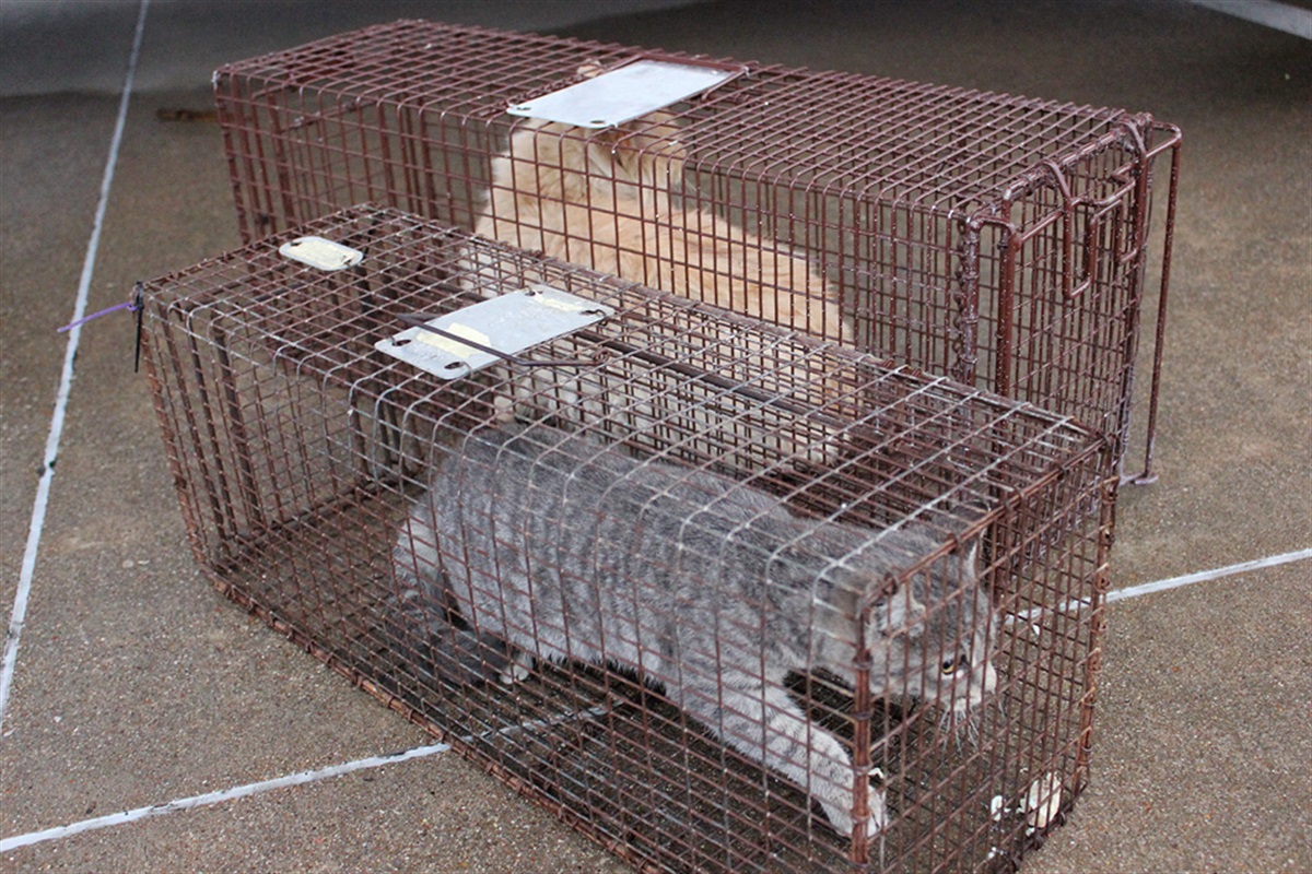 Trap-Neuter-Return (TNR) Program | City of Arlington, TX