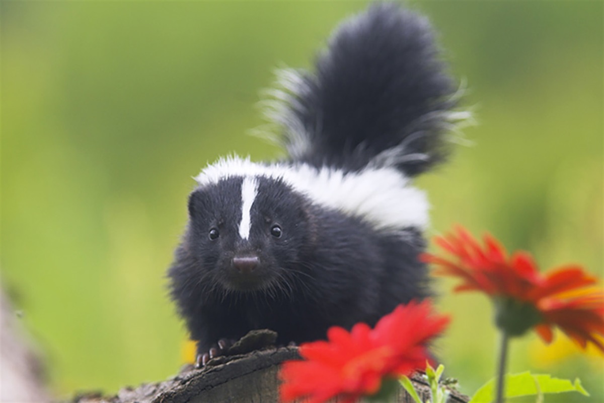 Skunk | City of Arlington, TX