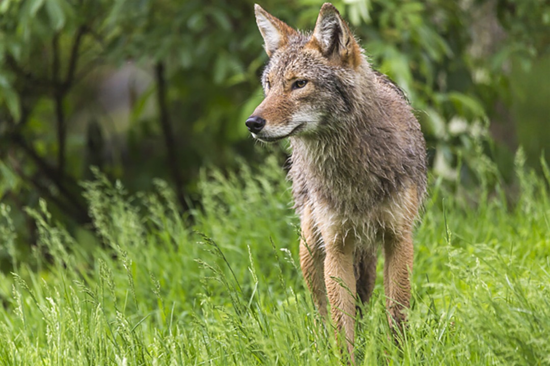 Coyote | City of Arlington, TX