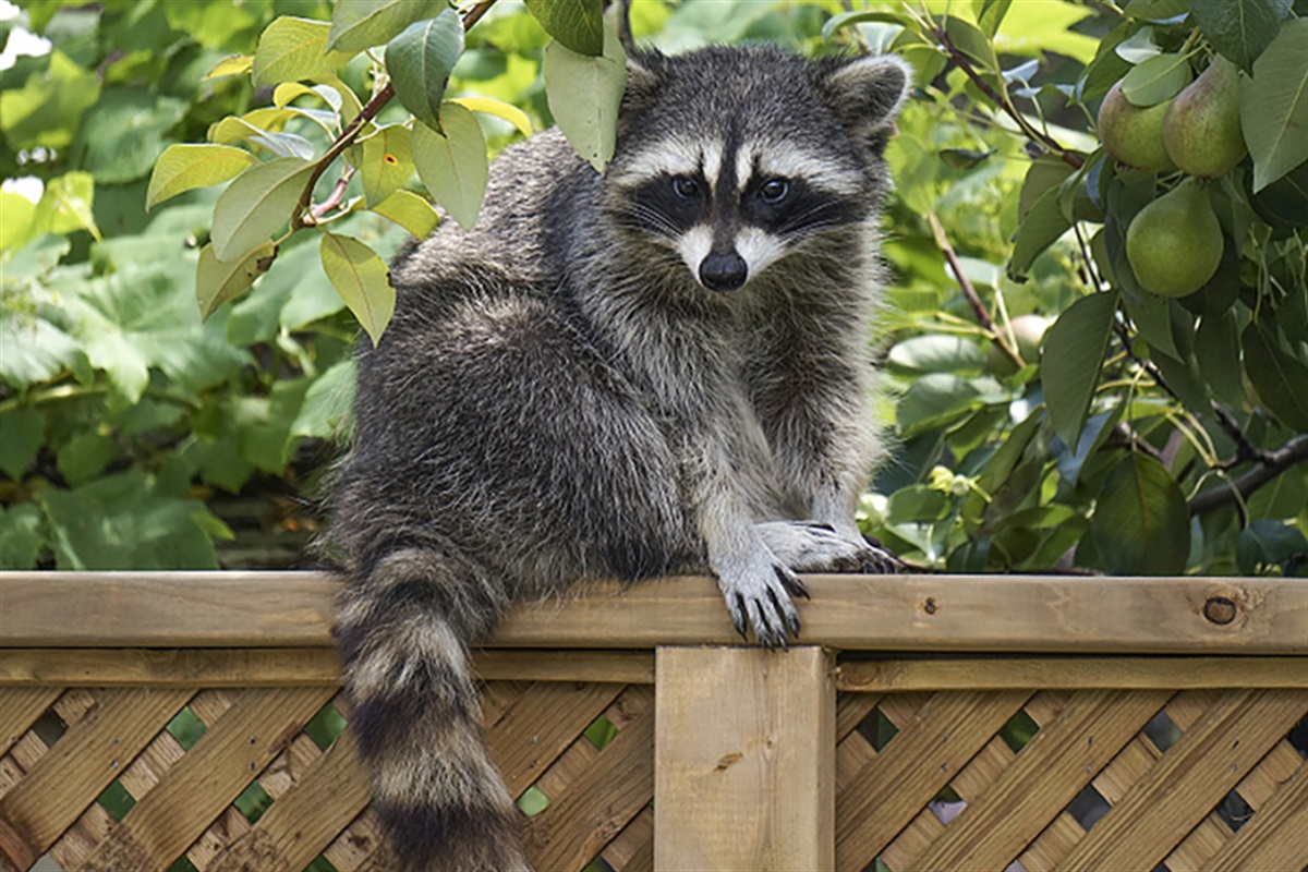 Urban Wildlife | City of Arlington, TX