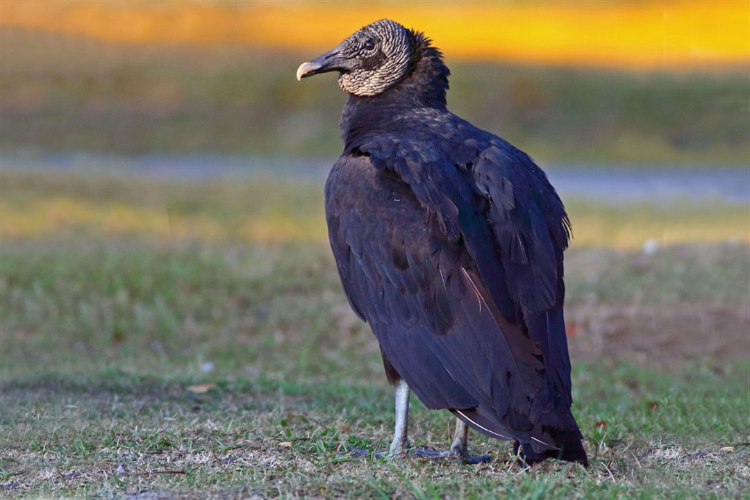 Vulture | City of Arlington, TX