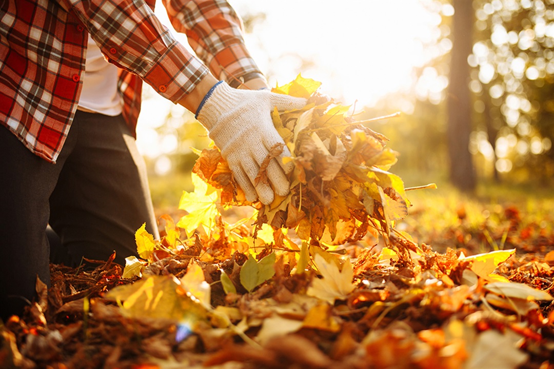 Curbside Collection of Bagged Leaves Begins in December | City of ...