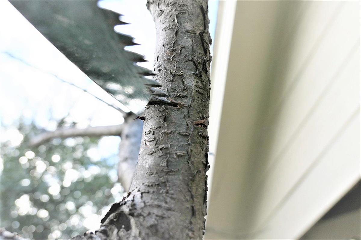 Tips for Proper Tree Pruning | City of Arlington, TX